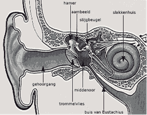 Reinier de Graaf ziekenhuis - patiëntfolder: Trommelvliesbuisjes plaatsen